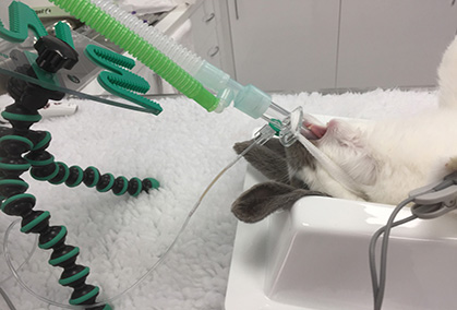 Supraglottic mask anaesthesia in rabbits - practical experience ...