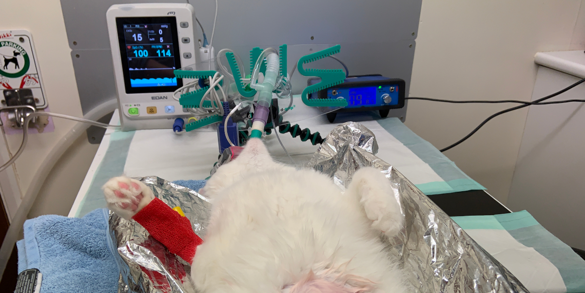 Docsinnovent – advanced veterinary airway management systems