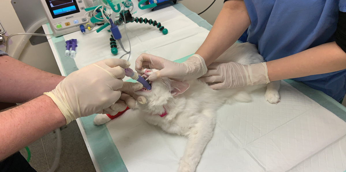 Docsinnovent – advanced veterinary airway management systems