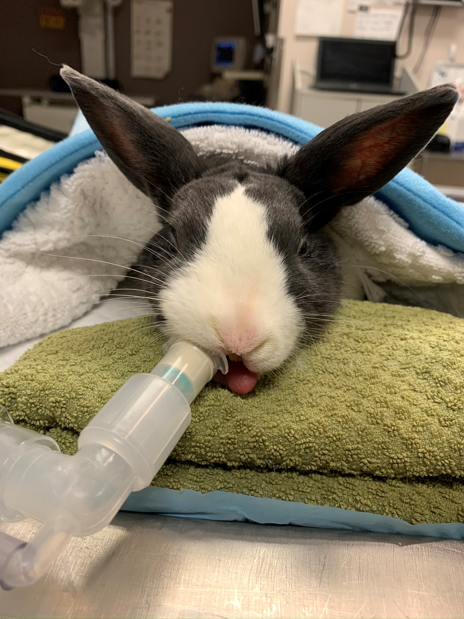 V-Gel Products | Docsinnovent | Current Product Portfolio